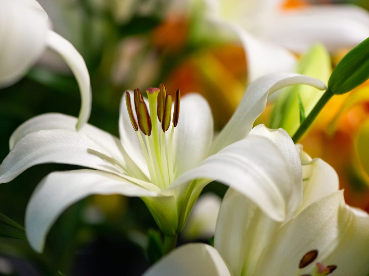 Innovatie, Verbinding & Inspiratie | Bredefleur Lelies